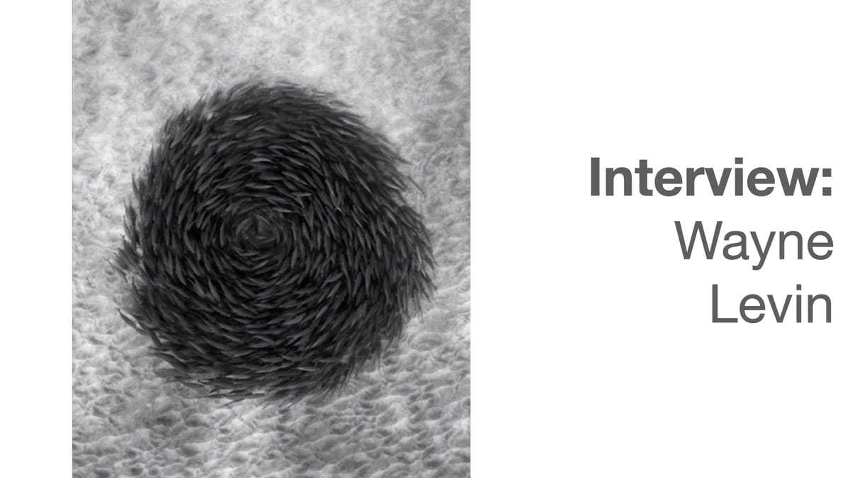 Interview: Wayne Levin